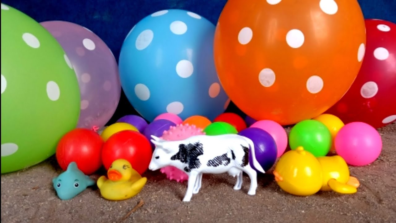 meletuskan balon, balon polkadot, balon warna warni, menemukan sapi ...
