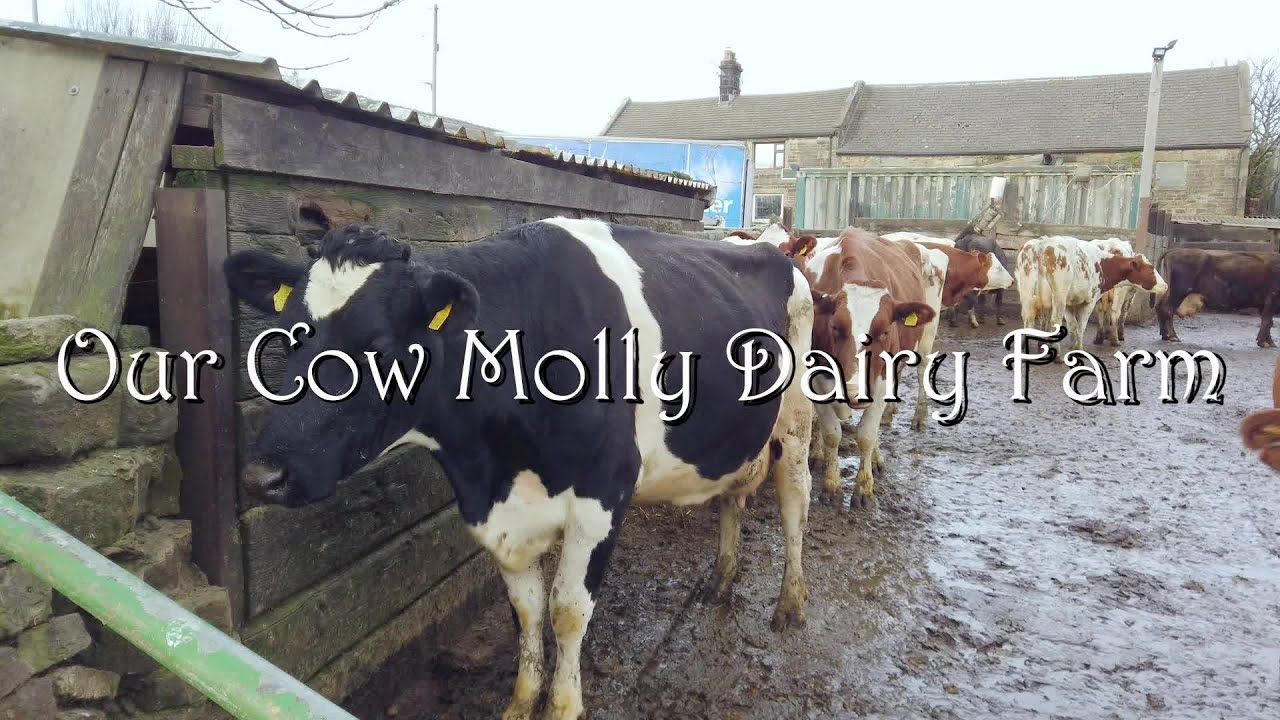 Our Cow Molly Dairy Farm - YouTube
