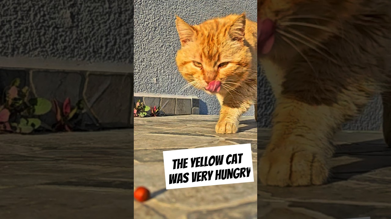 Hungry Ginger Cat Found on the Street #straycats #catlover #catrescue ...
