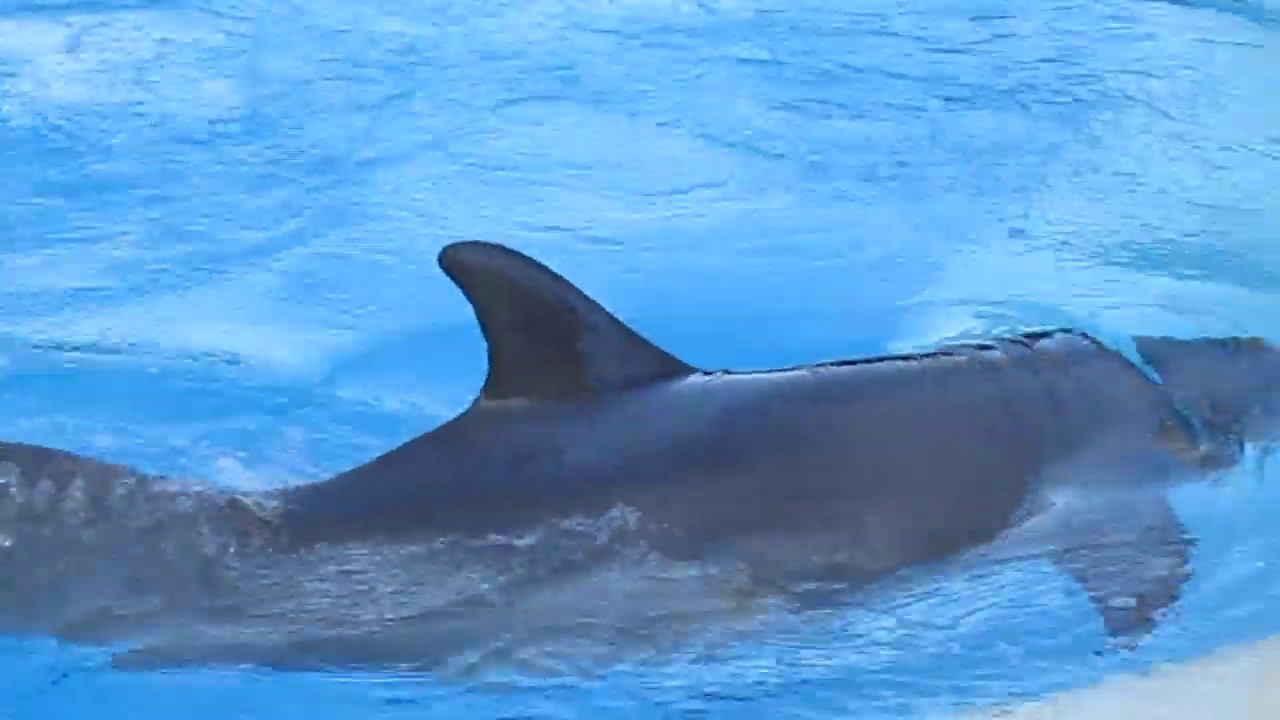 Dolphins Jumping Swimming Sideways Cute Up Close Nonstop@ Mirage ...