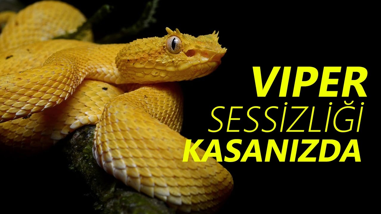 6.9dBA Ultra Sessiz Kasa Fan Serisi Akasa Viper ! - YouTube