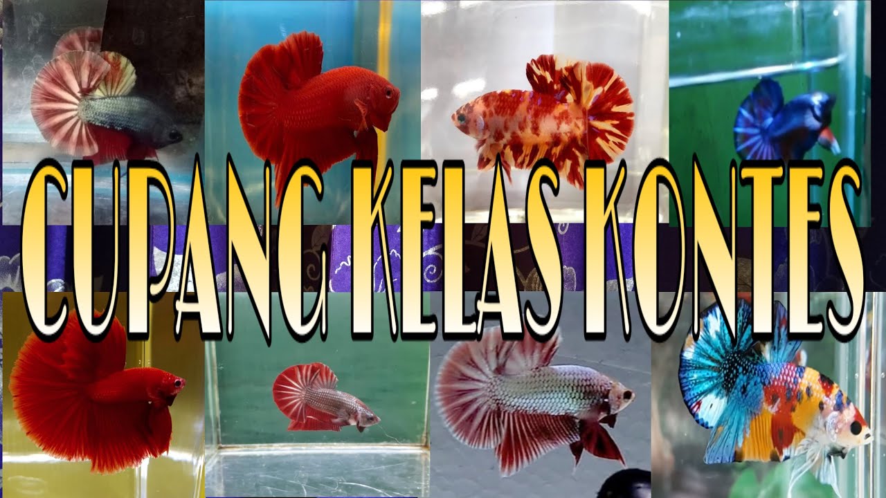 IKAN CUPANG KONTES CLASS SNI AND IBC #CUPANGLOVERS #CUPANGHIAS # ...