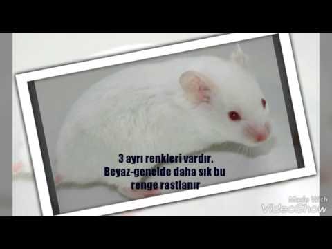 Suriye hamsterı hakkında-KONSOL KOPTU