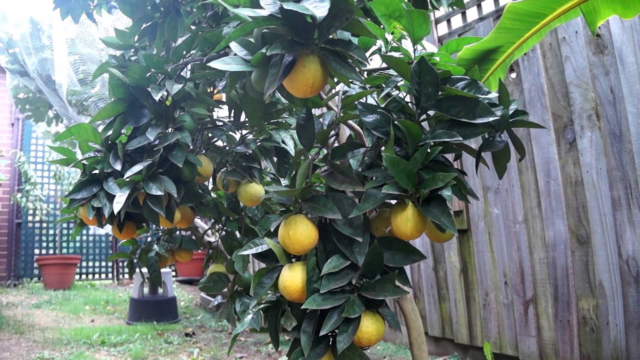 End of Summer Tropical & Temperate fruit collection 2014 - YouTube