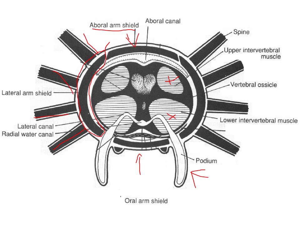 Ophiuroidea - YouTube