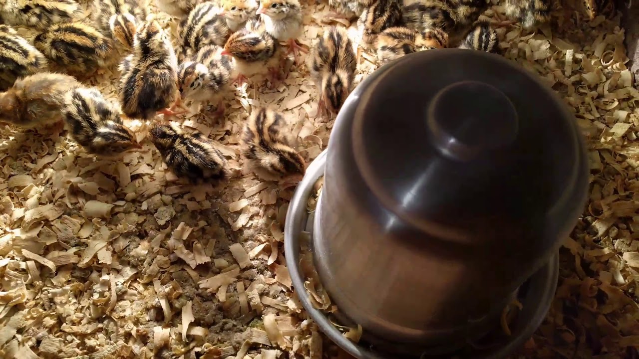 Codornices BB GRANJA MILTON - YouTube