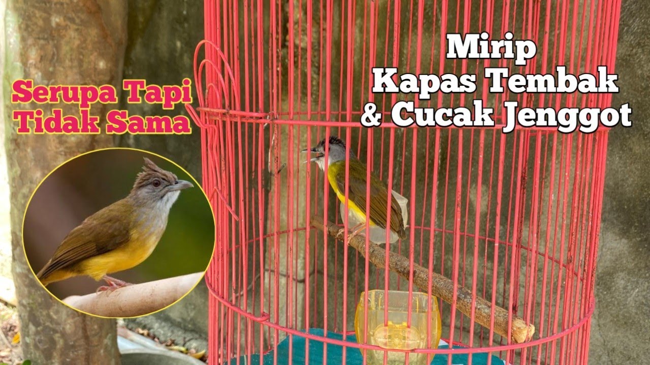 Mengenal Burung Kapas Kunyit atau Cucak Kunyit (Empuloh Irang) - YouTube