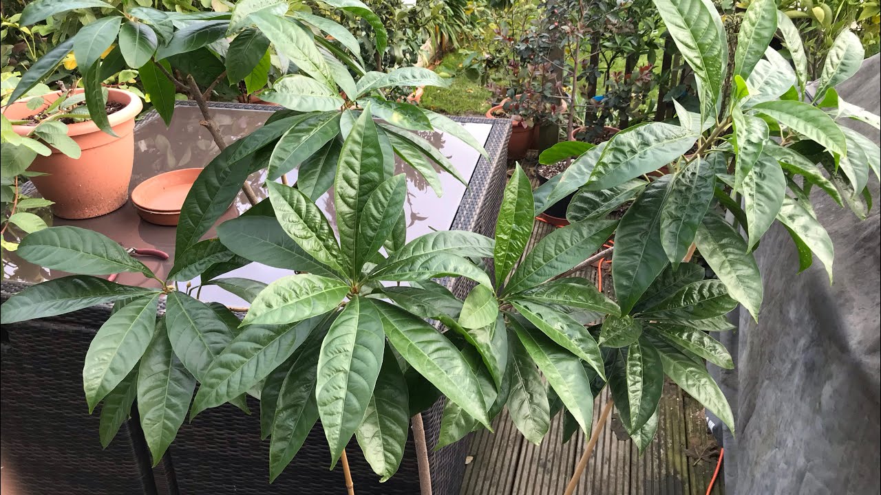 Canistel / egg fruit plant ( Pouteria Campechiana ) variety Bruce, pre ...