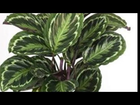 DUA ÇİÇEĞİ BAKIMI 🤲CALATHEA-MARANTA