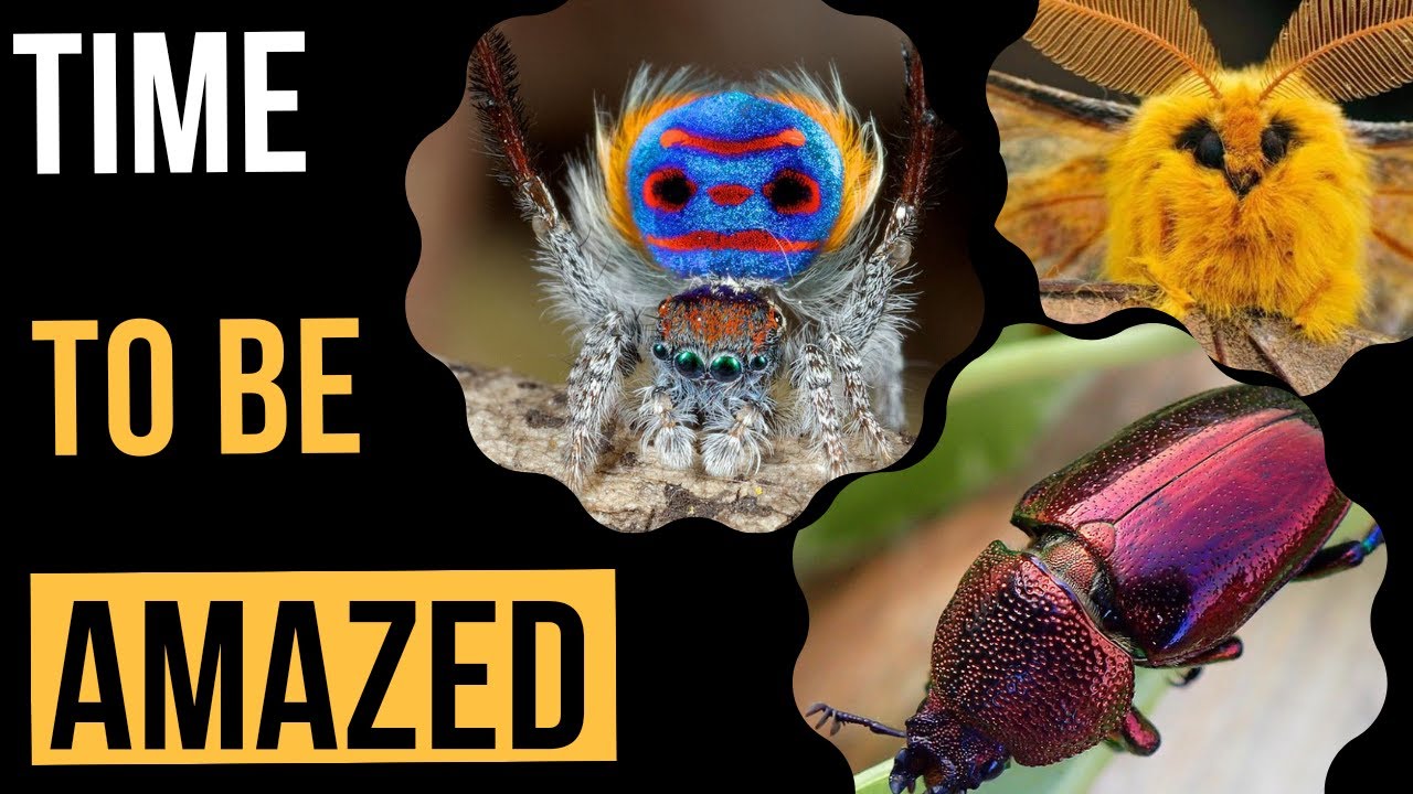 Cutest Insects in the world!/World's beautiful insects!/Top 10 cutest ...