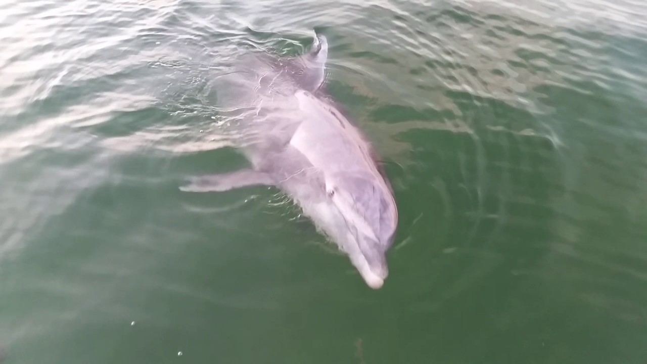 My Dolphin friend - YouTube