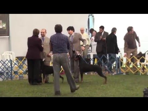 Brasil Host Club Specialty Show 2010 Curitiba Judge Michelle Cowin ...