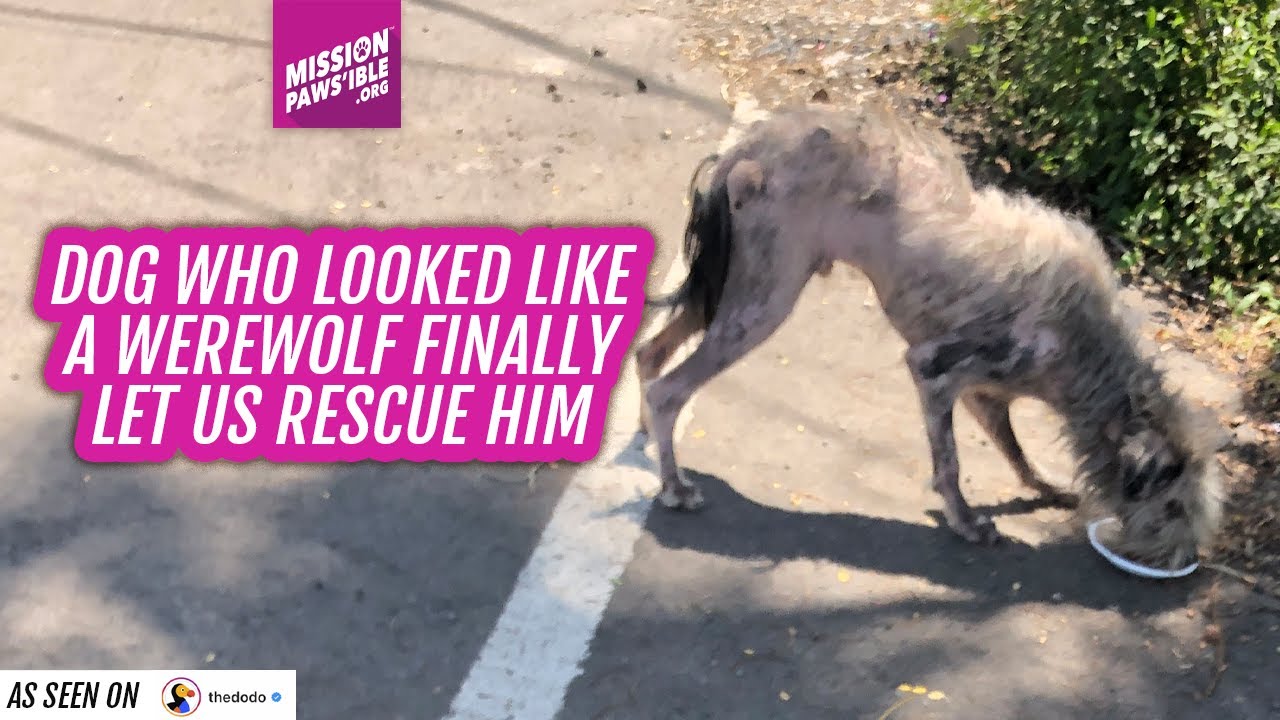 Dog who looked like a werewolf finally let us rescue him🤩 - YouTube