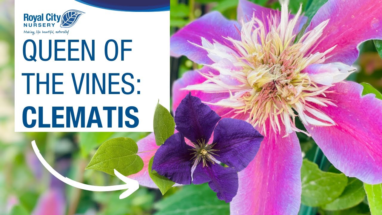 QUEEN OF THE VINES: CLEMATIS - YouTube