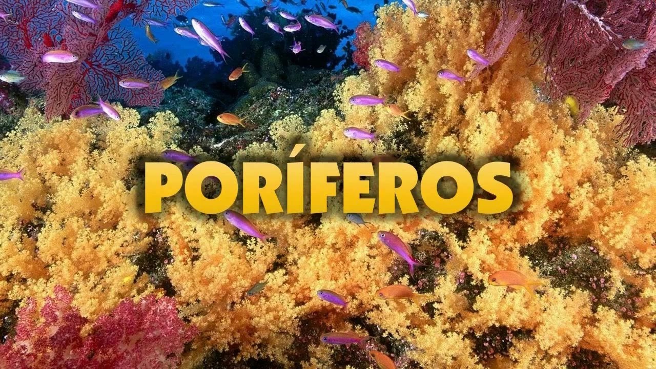 Poríferos: Filo Porífera - YouTube