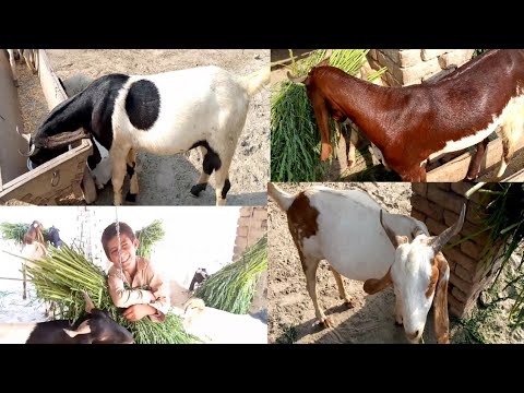 Goats of Sindhi breed | ready to go to Punjab pakistan | Ayaan akbar ...