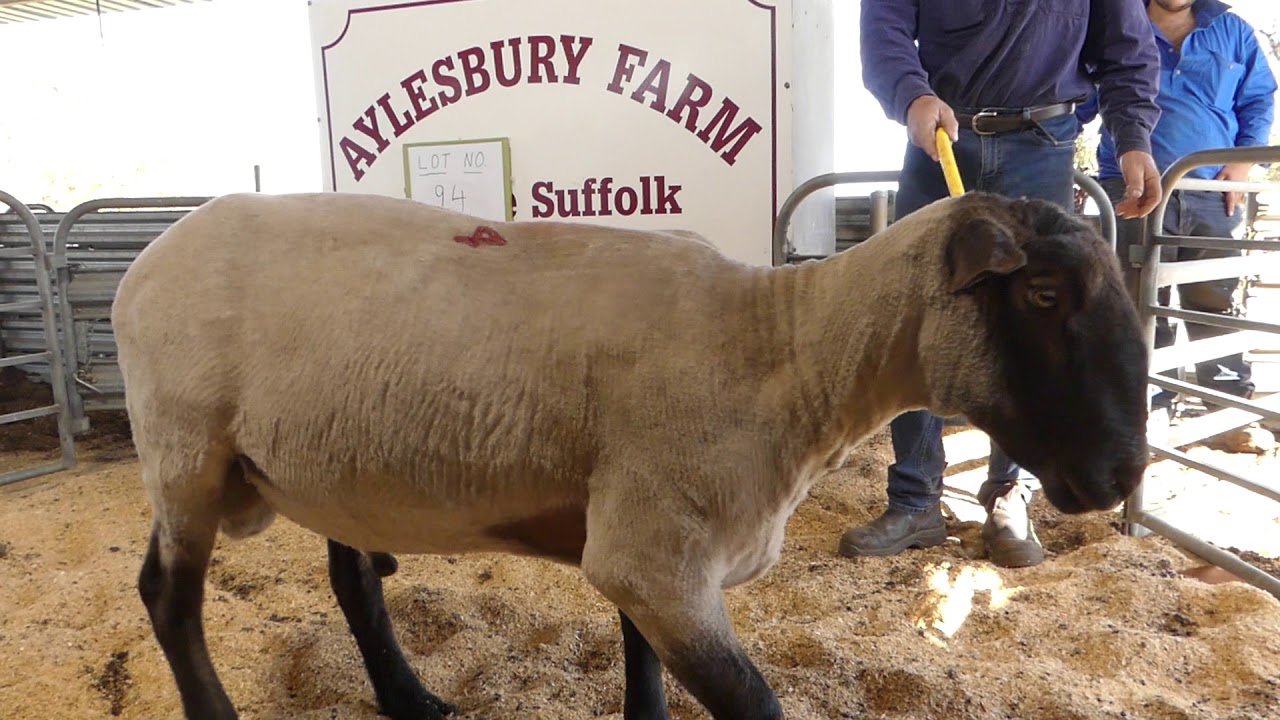 Suffolk Ram Lot 94 - YouTube