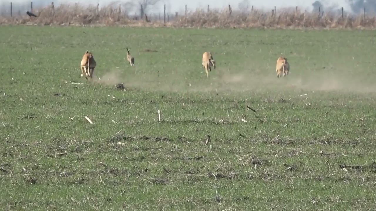 three Greyhounds chase one Rabbit.(watch the ending). - YouTube