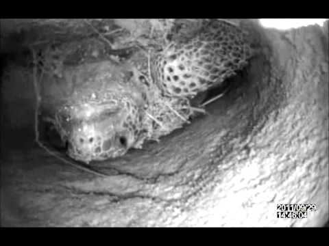 Gopher Tortoise Burrow - YouTube