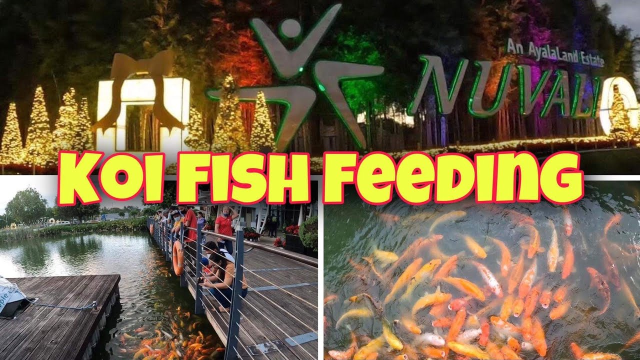 Nuvali Koi Fish Feeding/Nuvali, Sta Rosa, Laguna - YouTube