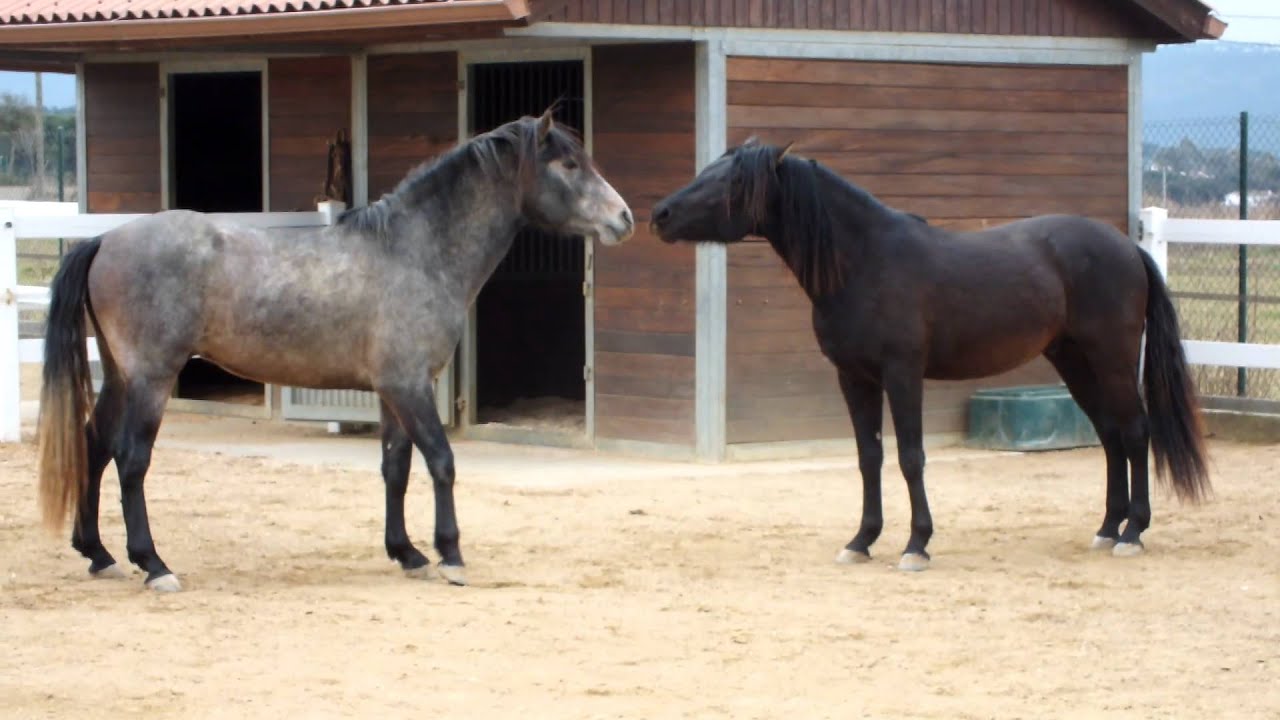 Caballos jugando - Horses Playing - YouTube
