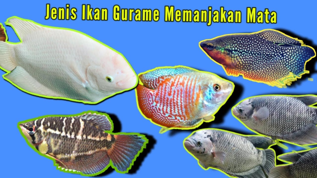 Ikan Gurame Hias