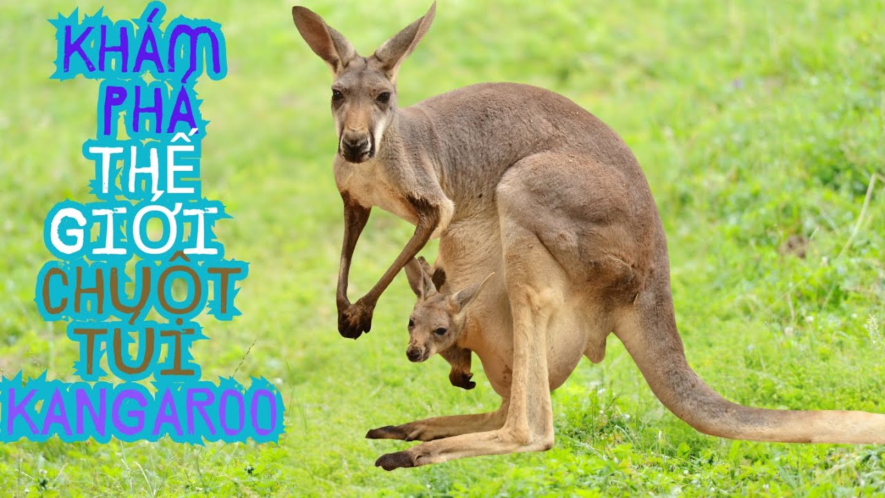 Bé Khám Phá Chuột Túi Kangaroo – Những Điều Thú Vị Về Kangaroo! - YouTube
