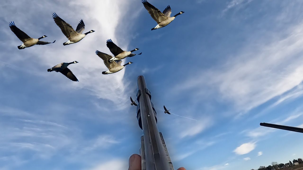 Hunting Geese In A Flooded Cow Pasture - YouTube