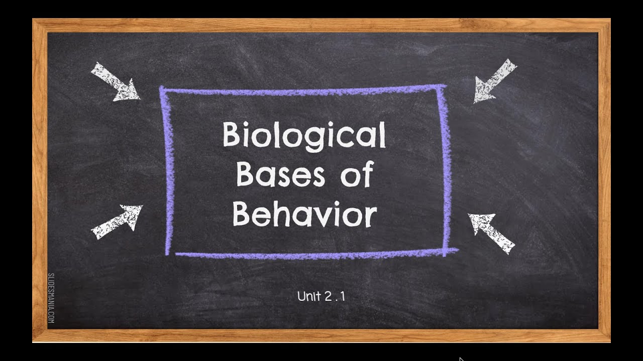 AP Psychology Unit 2, Lesson 1: Biological Bases of Behavior: Mrs ...
