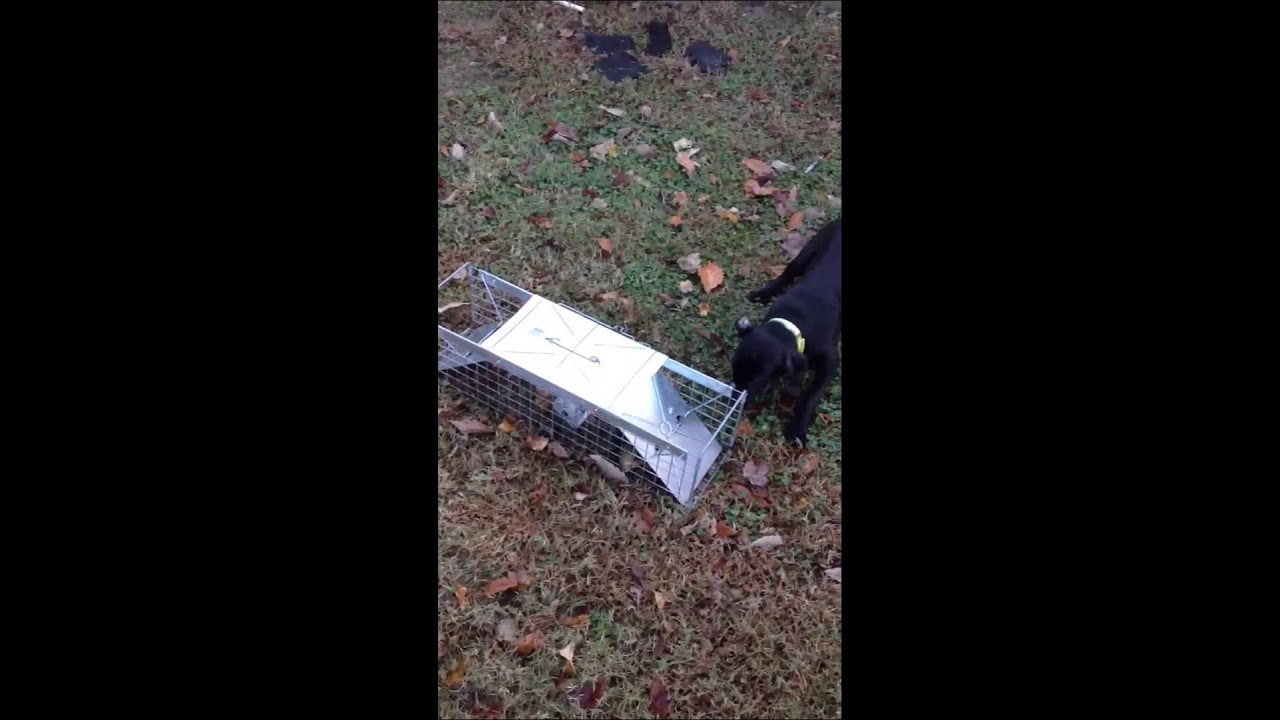 Stephens stock mountain cur training - YouTube
