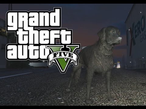 GTA 5 | Juega como Labrador Negro | Peyote 7/27 | Xbox One y PS4 - YouTube