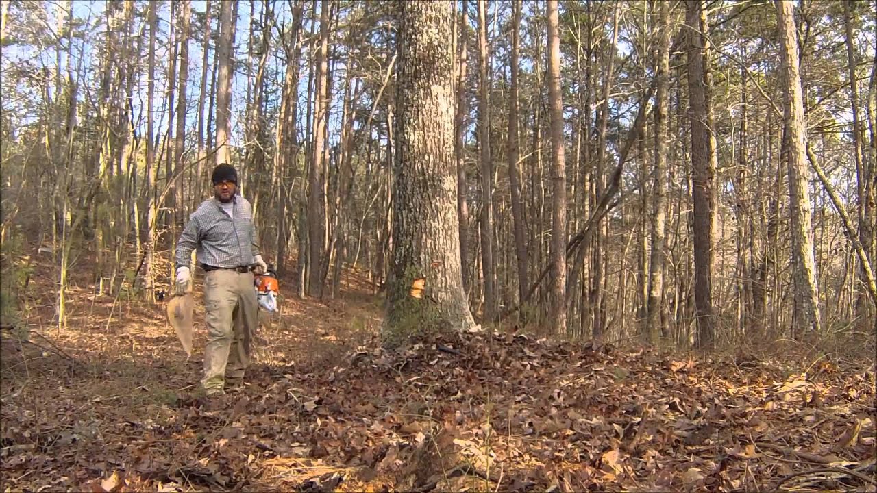 Felling A Big Oak Tree Outdoor Living Youtube