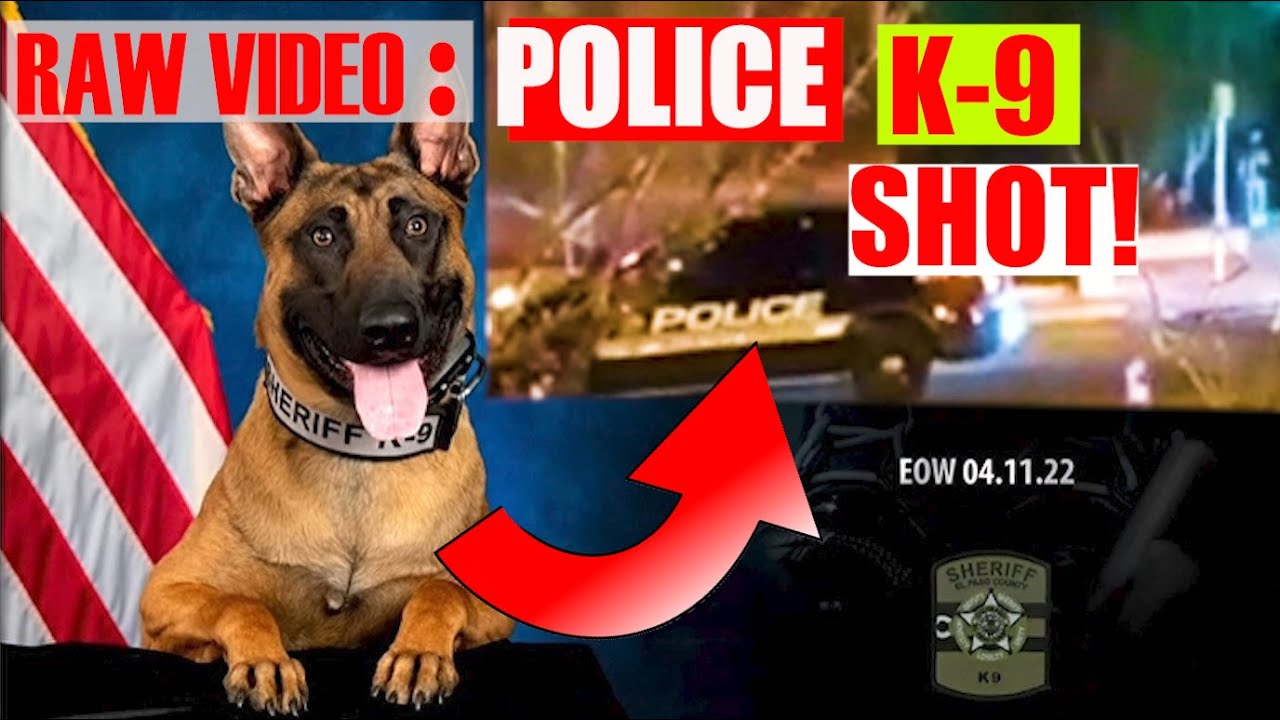 RAW VIDEO: Police K-9 Killed in Line of Duty 2022 K9 JINX Colorado ...