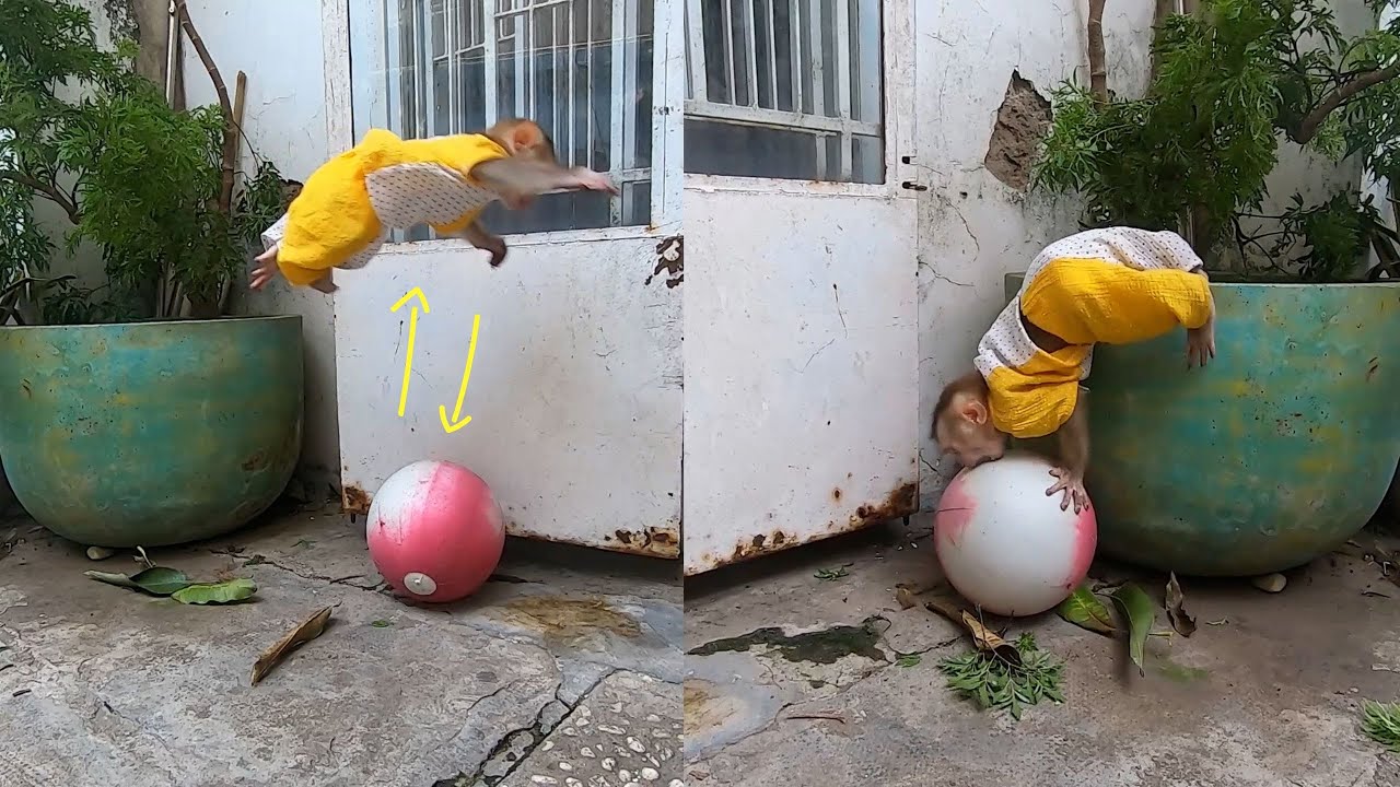 Milo's Ball Balancing Act and Garden Adventures - YouTube