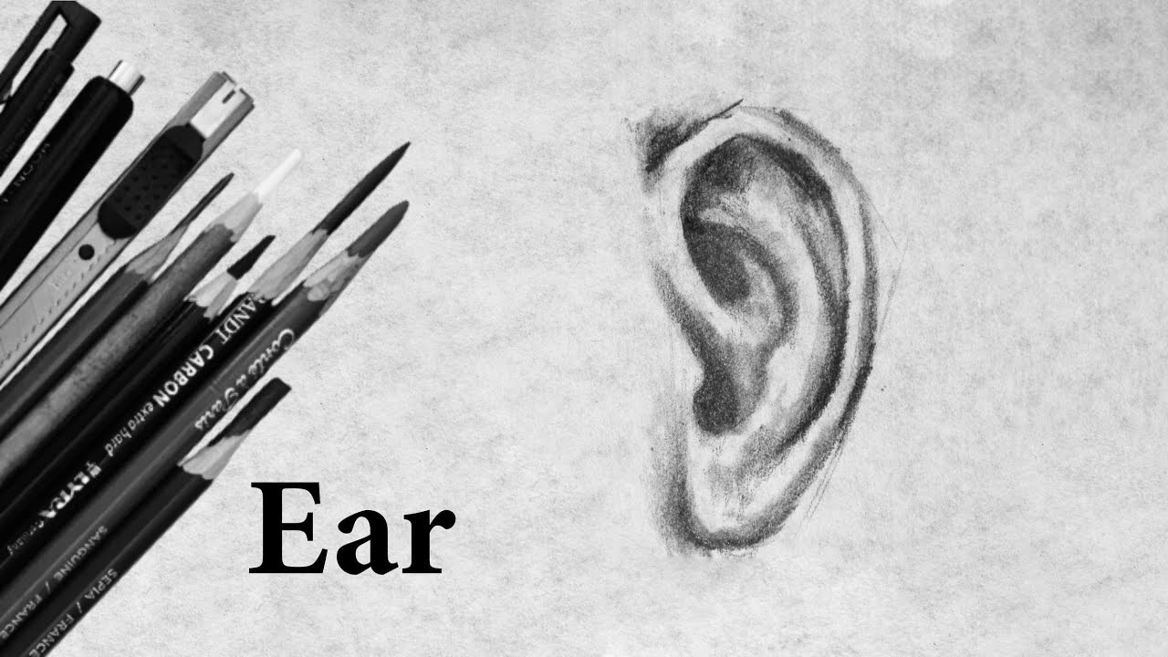 How to Draw Ears - Side View - YouTube