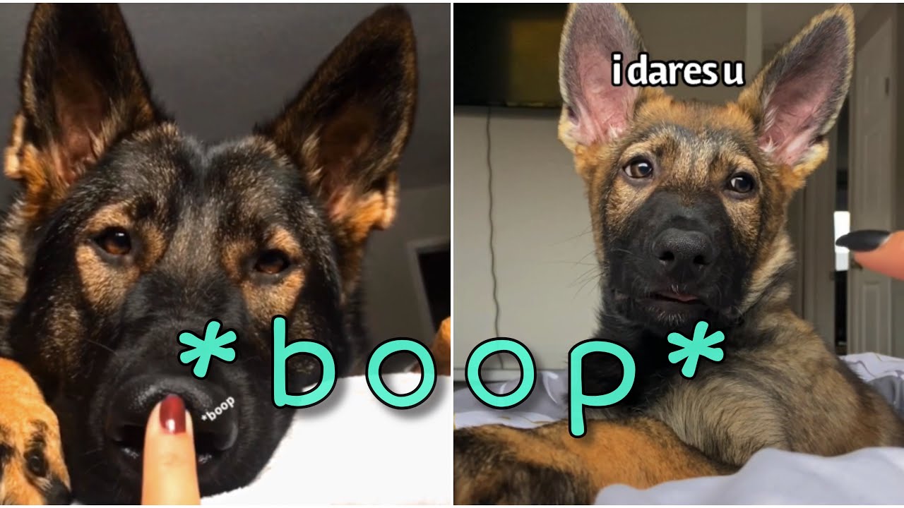 Bopping My Puppy Too Many Times - YouTube