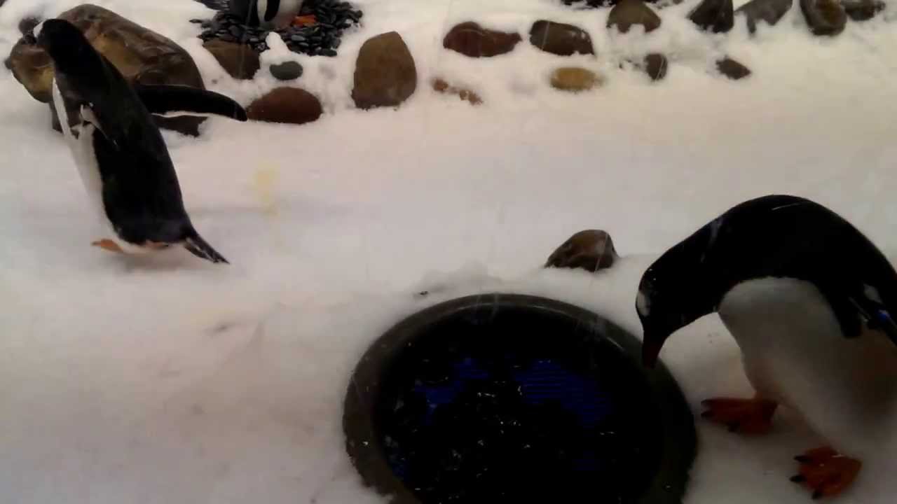 Penguins stealing each other's stones...funny - YouTube