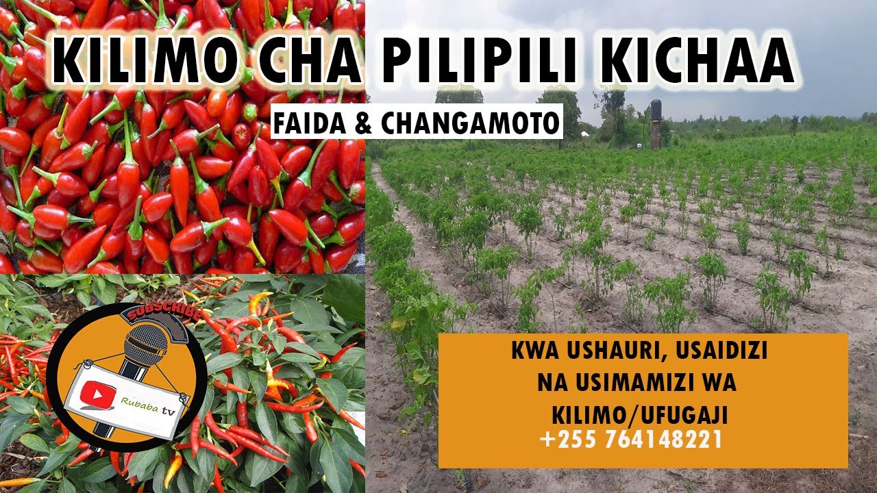 KILIMO CHA PILIPILI KICHAA: ZIFAHAMU FAIDA NA CHANGAMOTO ZAKE - YouTube