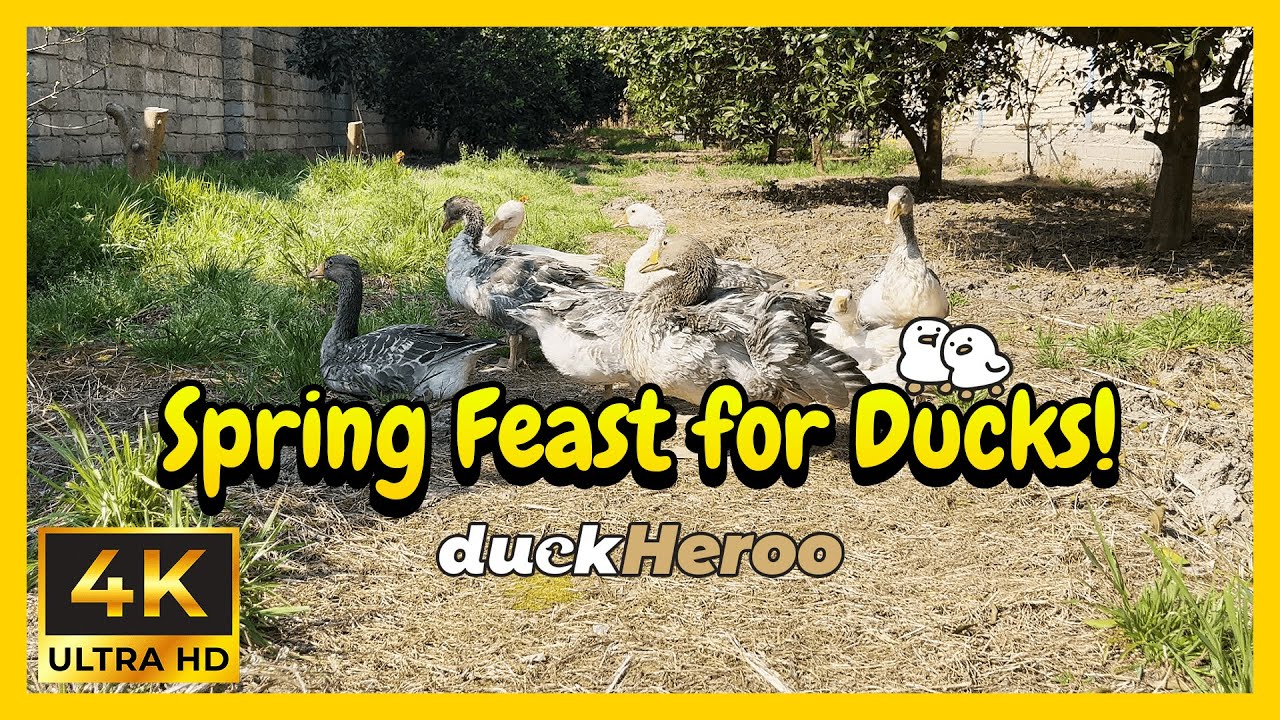 Spring Feast for Ducks & Geese! 🌸 | Farm Life in Springtime - YouTube