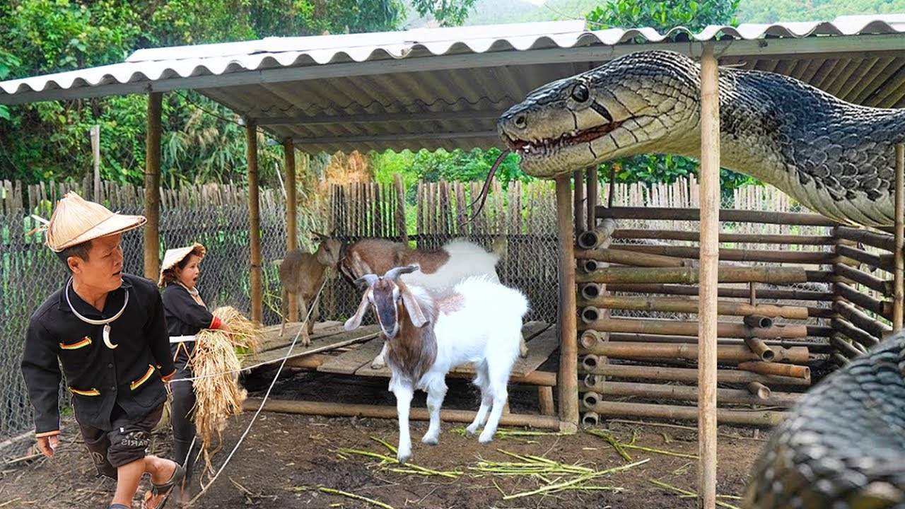 Miraculous Rescue - Dwarf Family Battles Giant Python to Save the Farm ...