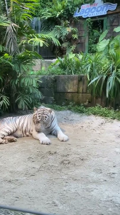 White tigers! - YouTube