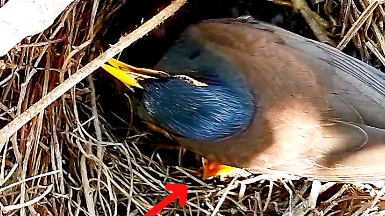 Common myna Mothers Birds feed on their young - YouTube