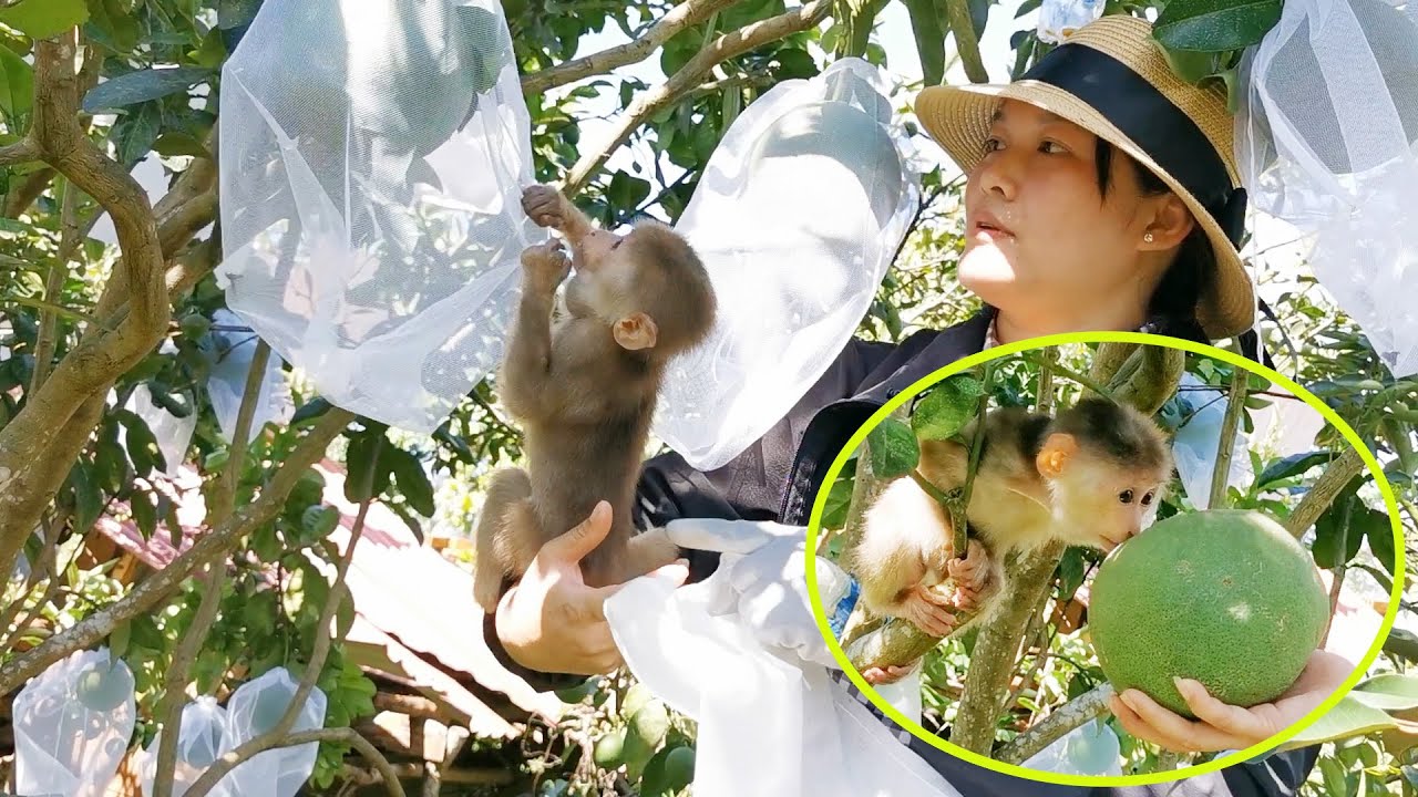 The happiest monkey - MONKEY RICKY - YouTube