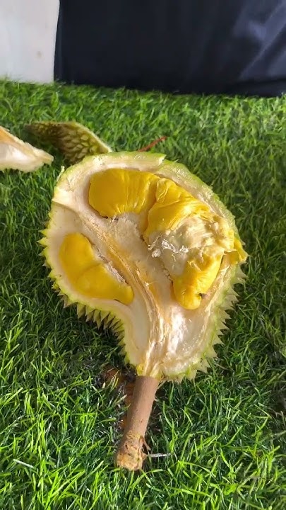 Pesona Durian Musangking #durian #durianrider #durianindonesia #durianlover #montong #musangking ...