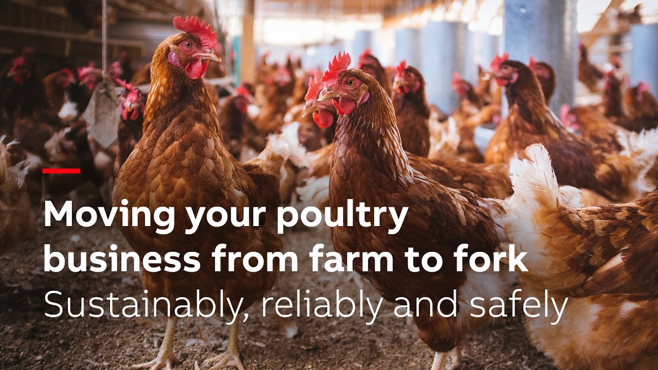 Moving your Poultry business from farm to fork | Sustainably, reliably ...