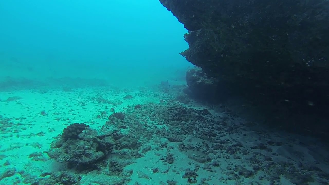 Salt Pond Arch Shark - YouTube
