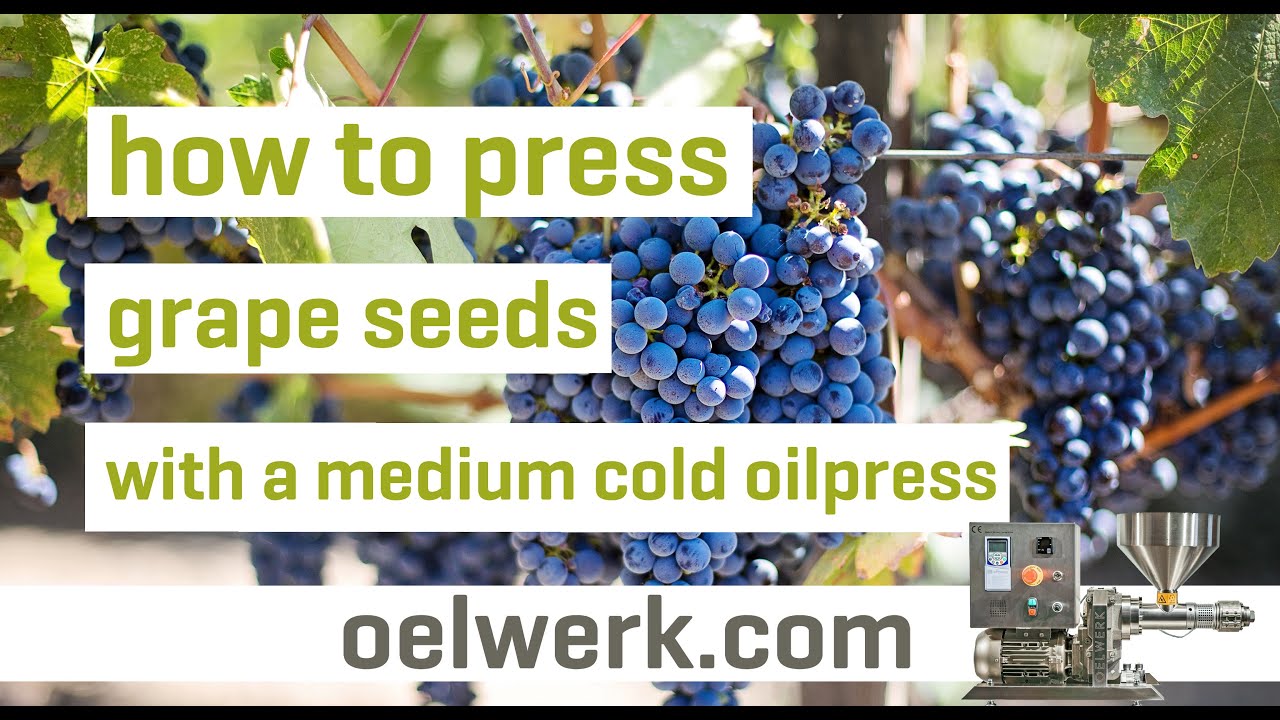 Cold Pressed - Production of High Quality Grape Seed Oil - YouTube