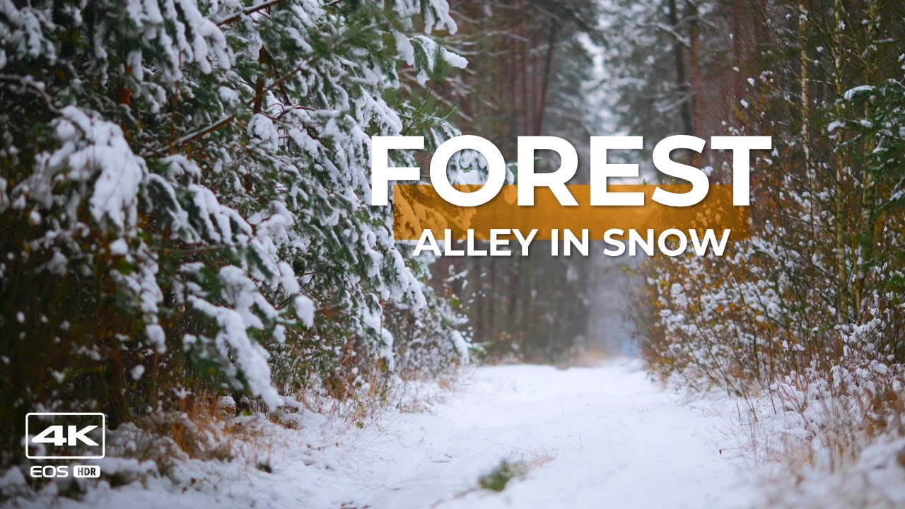4K video and natural ambient sounds - Forest alley in snow - YouTube