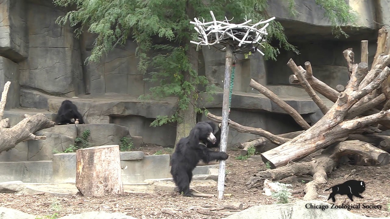 Sloth Bear Wobble Tree - YouTube