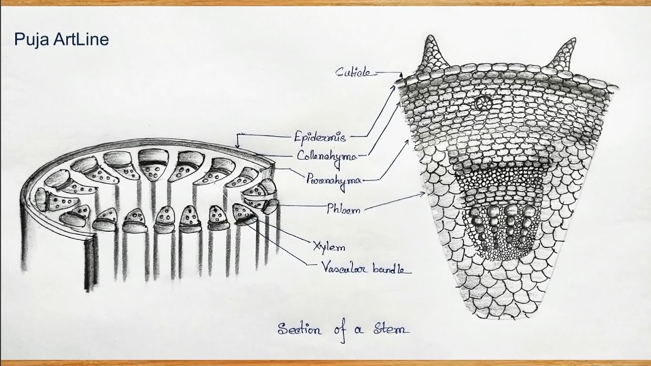 Section Of Stem Diagram/How To Draw Section Of Stem/Biology class ...